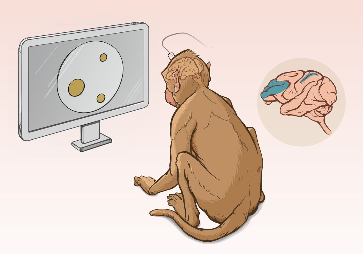 Analysing Discrete‑time Neural Signals Amir Mesbah