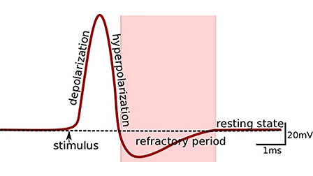 Implementing multiple Neural Dynamic models of single cell and ...